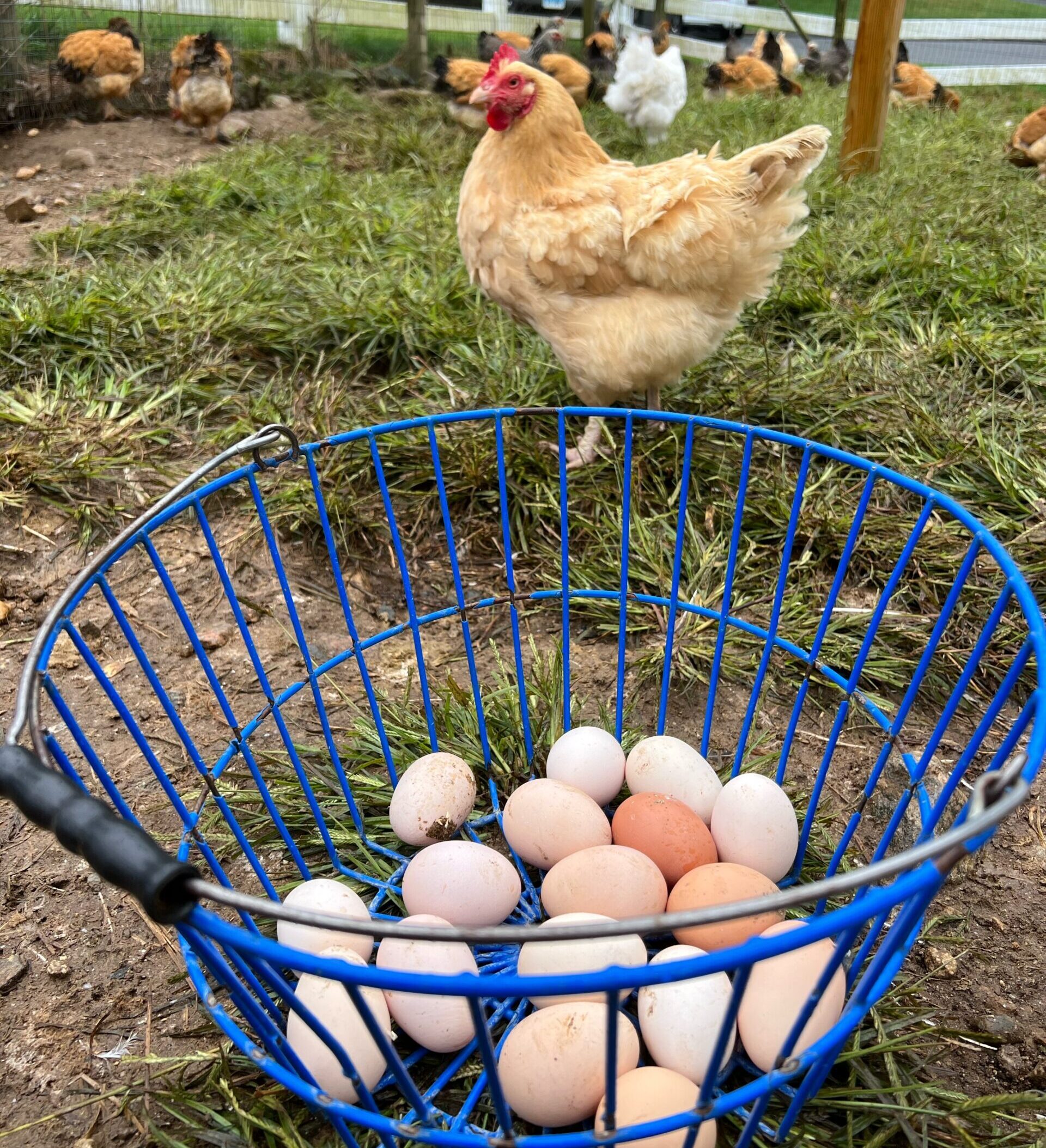 Chickens - New Pond Farm
